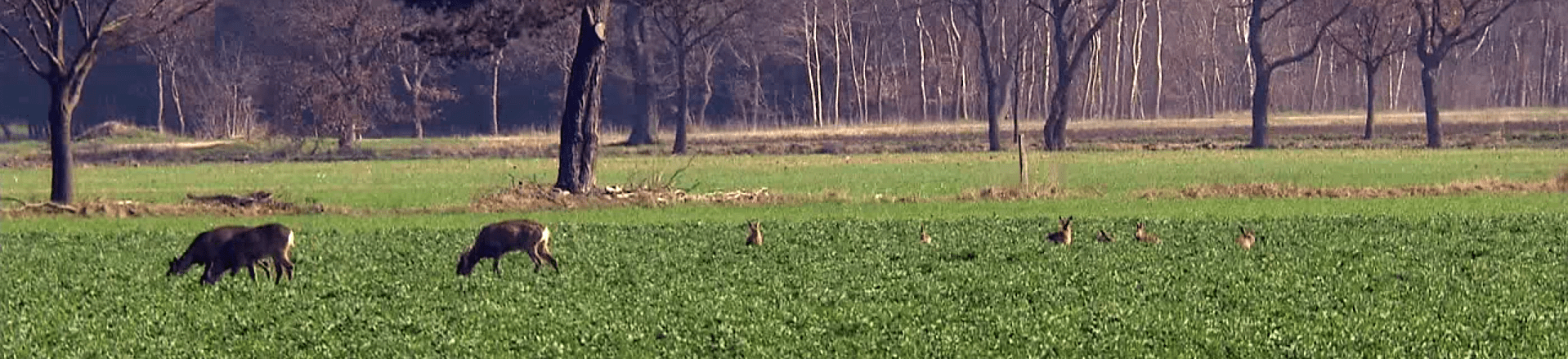 Nederlandse Organisatie voor Jacht en Grondbeheer – Uw partner in het Faunabeheer in Nederland