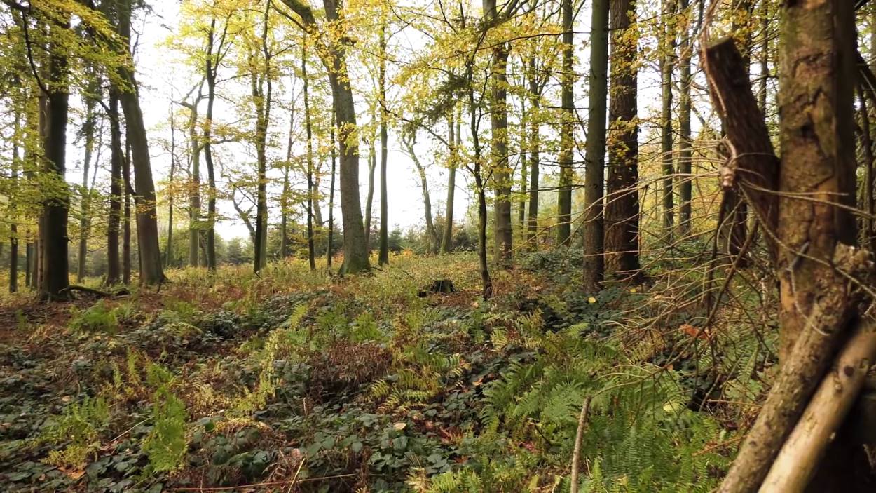 Achtergrond bos – Nederlandse Organisatie voor Jacht en Grondbeheer
