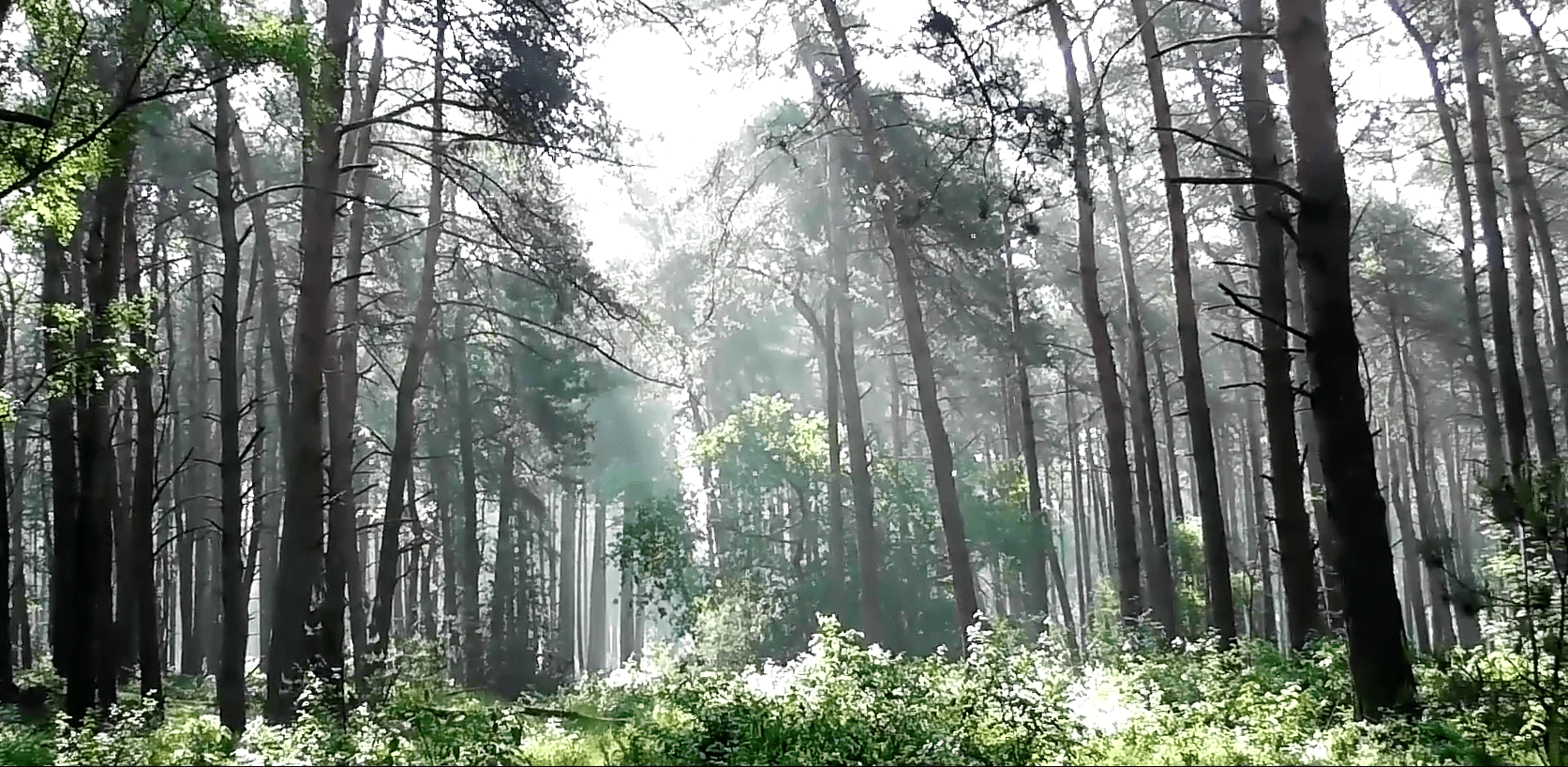 Dennebos en loofbos gemend – Nederlandse Organisatie voor Jacht en Grondbeheer