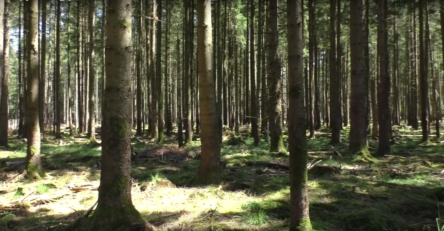 Dennenbos achtergrond – Nederlandse Organisatie voor Jacht en Grondbeheer