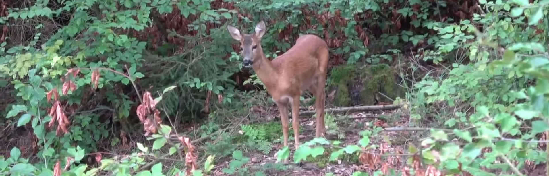 Reegeit vanaf hoogzit smal – Nederlandse Organisatie voor Jacht en Grondbeheer