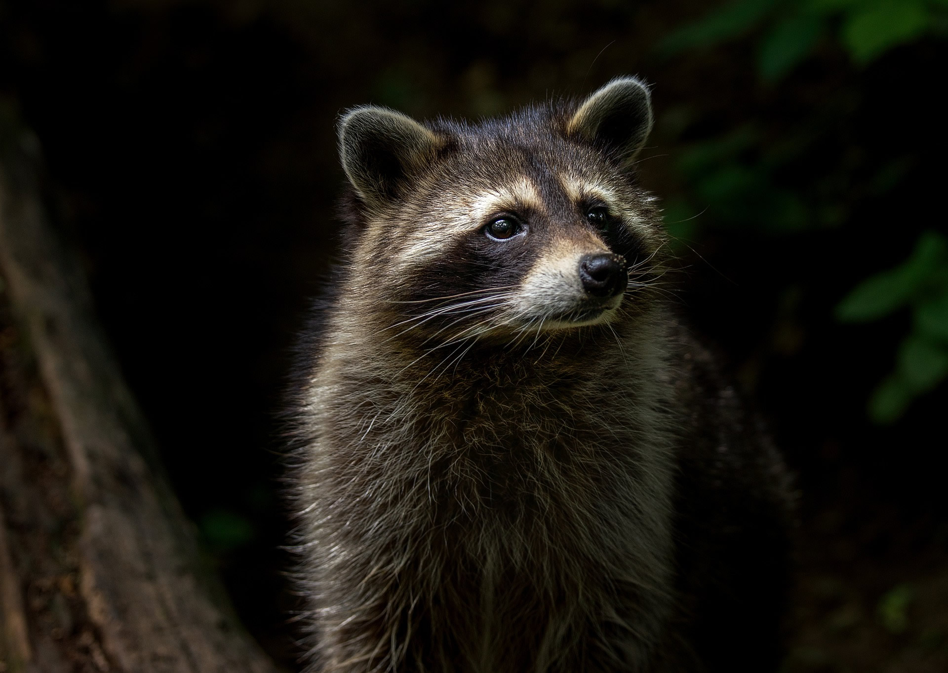 Wasbeerhond rukt op in Nederland – Nederlandse Organisatie voor Jacht ...