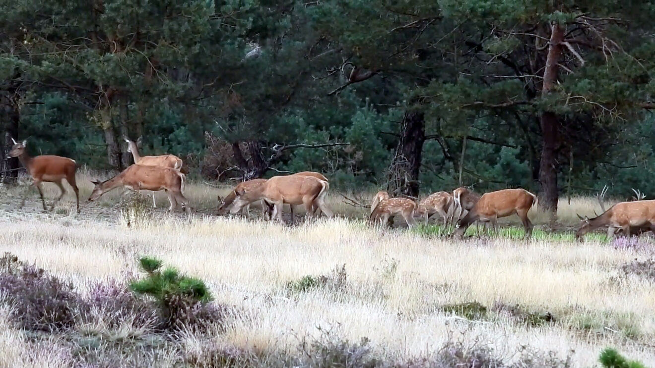 De jacht is springlevend en is onderdeel van onze relatie met de natuur – Nederlandse ...