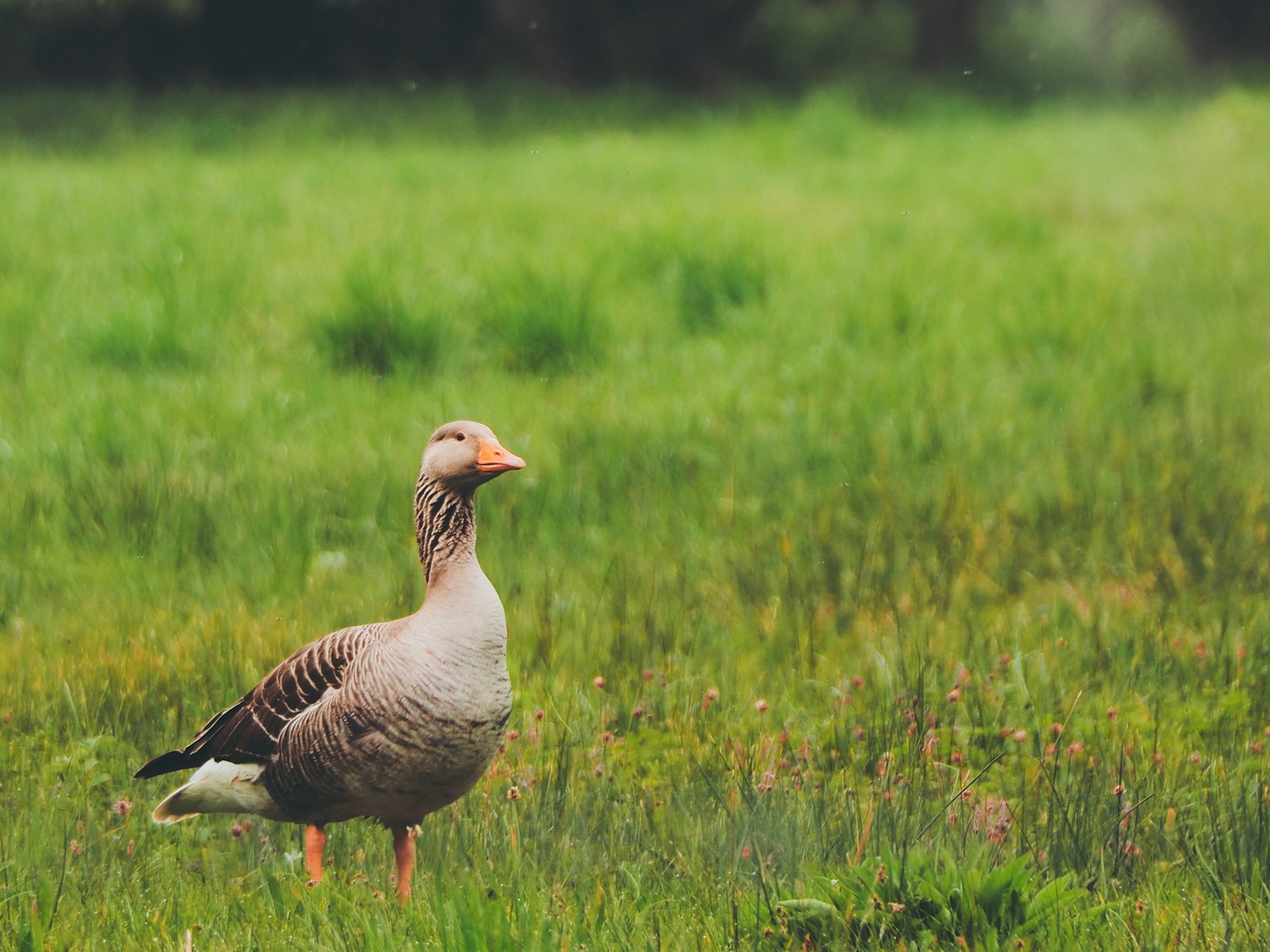 Grauwe gans – Pauline Bernfeld – Nederlandse Organisatie voor Jacht en ...