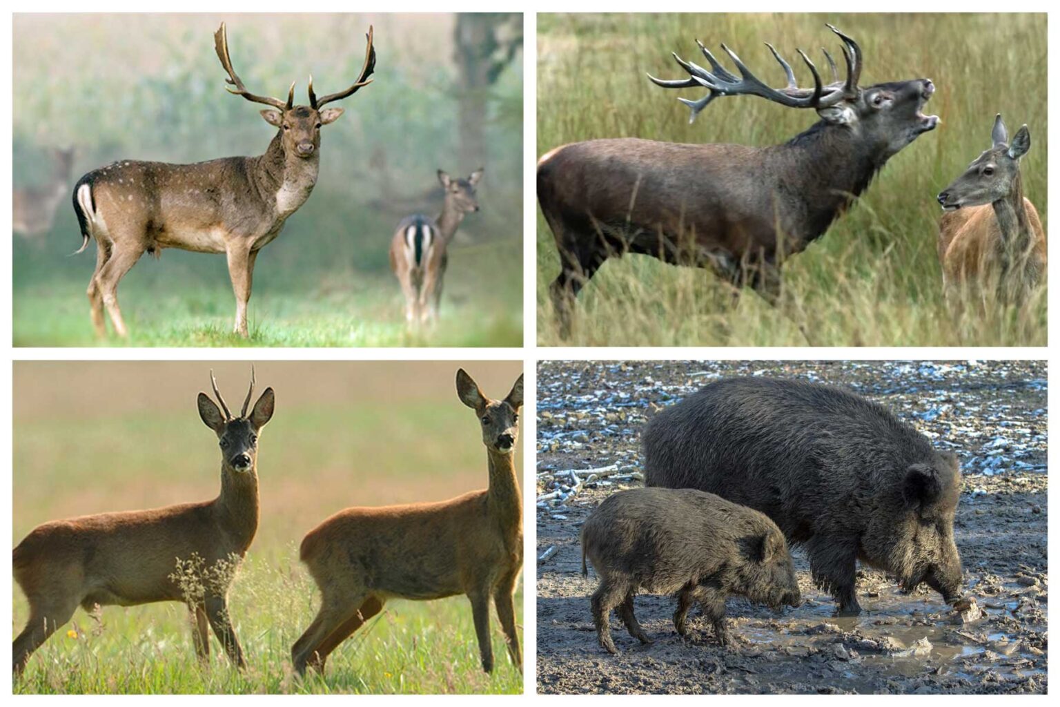 Jachtseizoenen in Nederland – Nederlandse Organisatie voor Jacht en Grondbeheer