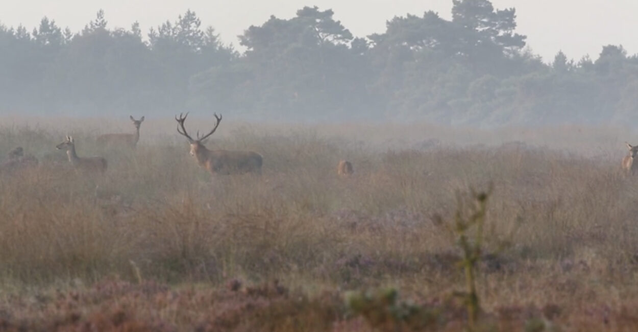 Achtergrond herten – Nederlandse Organisatie voor Jacht en Grondbeheer