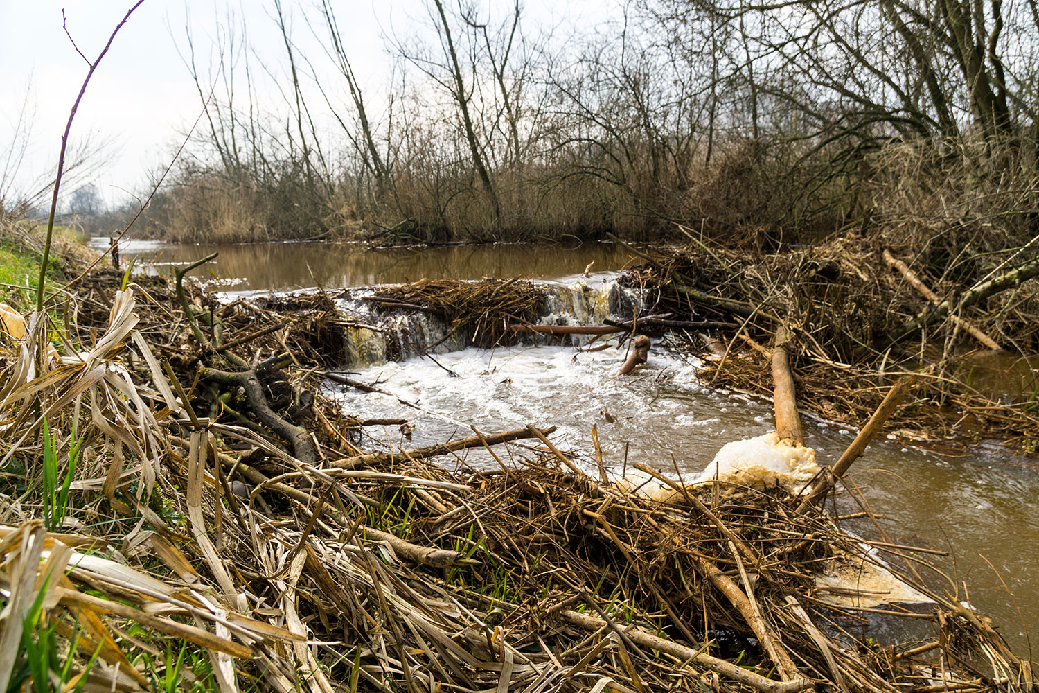 beverdam – Nederlandse Organisatie voor Jacht en Grondbeheer