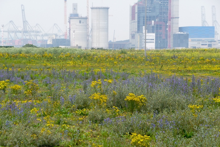 tijdelijke natuur haven Rotterdam – Nederlandse Organisatie voor Jacht ...