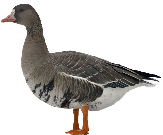 Kolgans – Nederlandse Organisatie voor Jacht en Grondbeheer