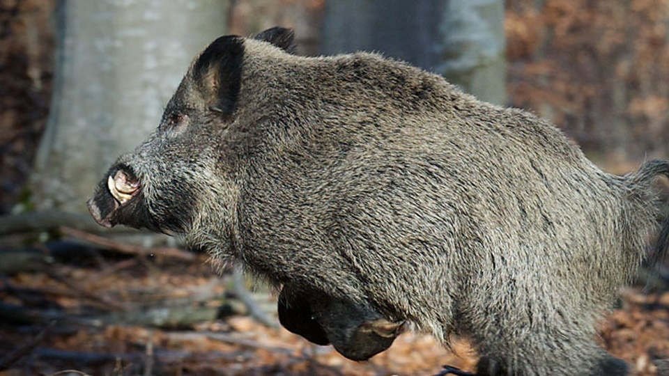 Wild zwijn vluchtend – Nederlandse Organisatie voor Jacht en Grondbeheer