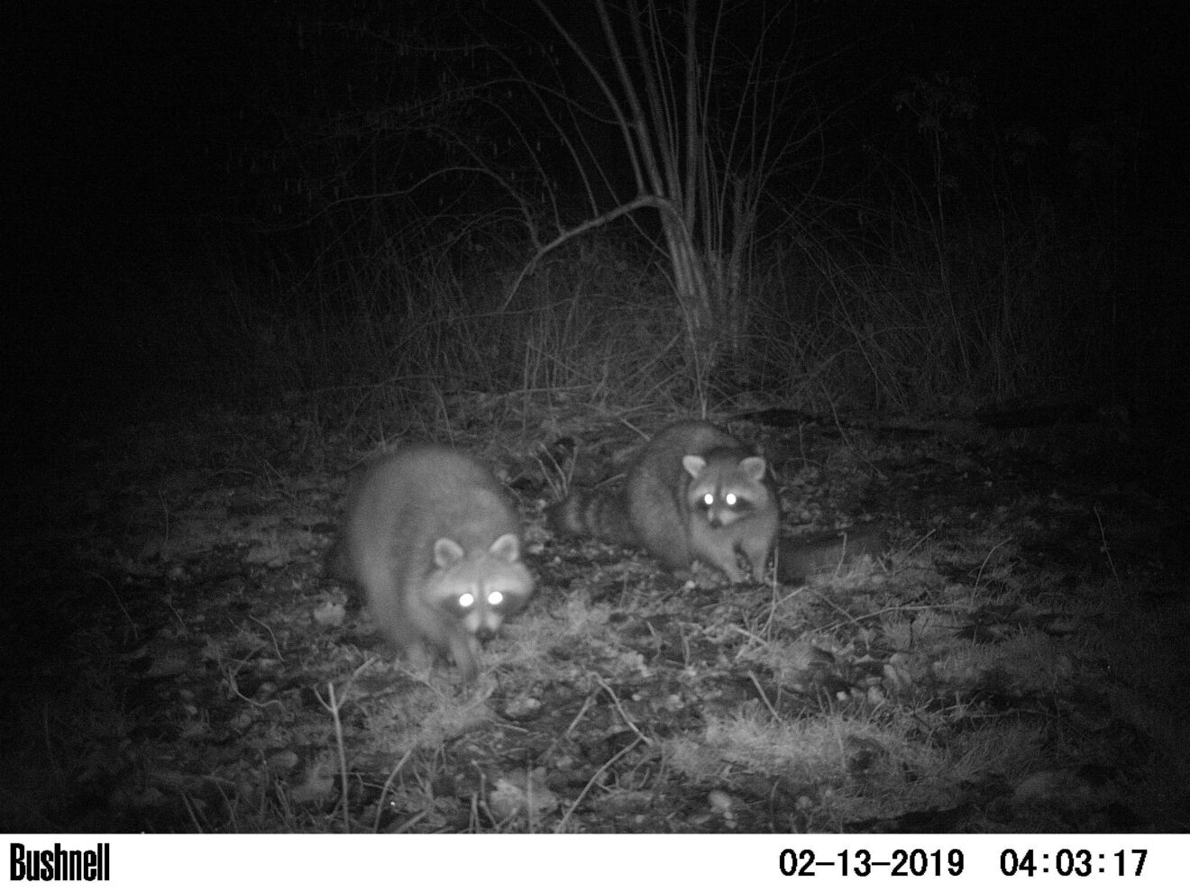 Wildcamera Wasberen Susteren – Nederlandse Organisatie voor Jacht en ...