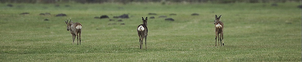 reewild op de wei – Nederlandse Organisatie voor Jacht en Grondbeheer
