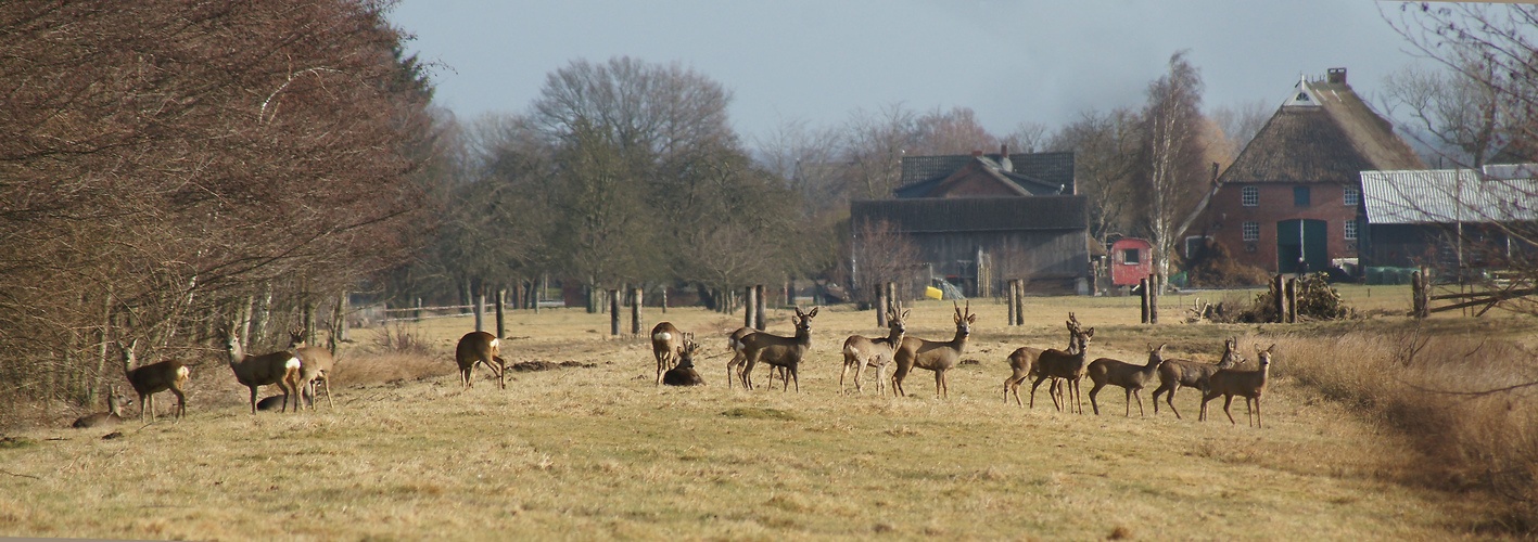 sprong van 17 stuks – Nederlandse Organisatie voor Jacht en Grondbeheer
